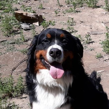 Mooch – Barefoot Berners