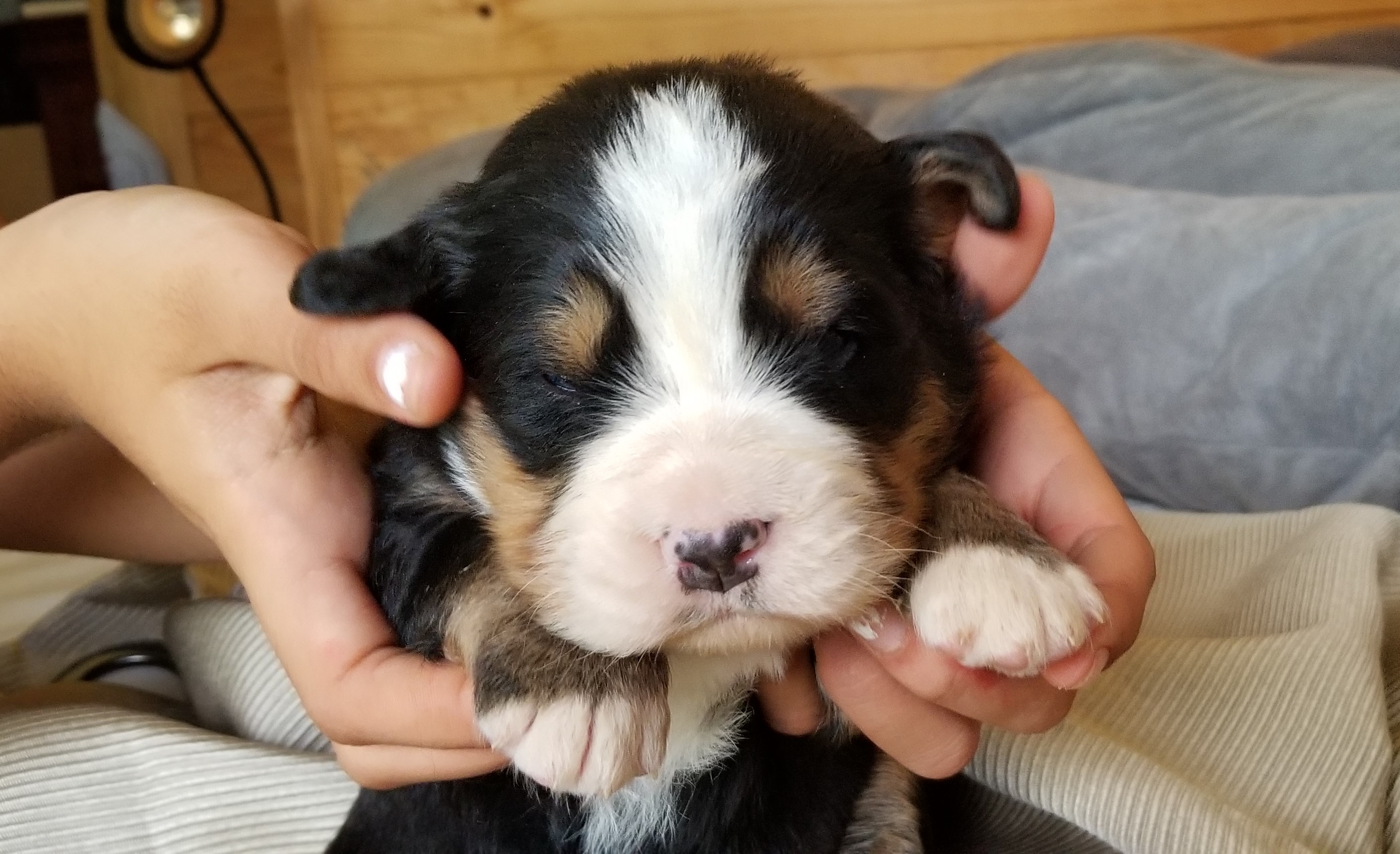 Barefoot Berners – Bernese Mountain Dogs