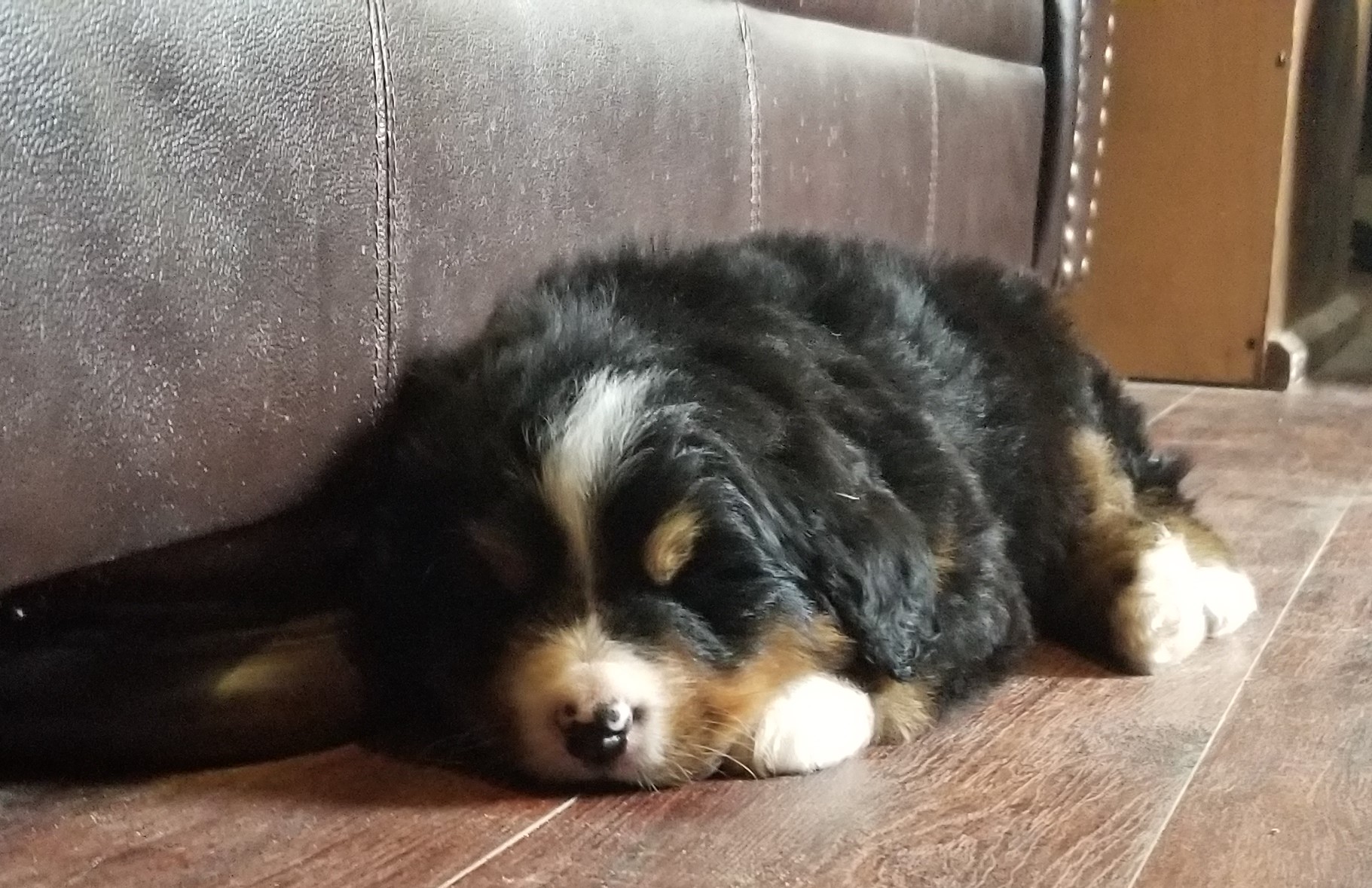 Barefoot Berners – Bernese Mountain Dogs
