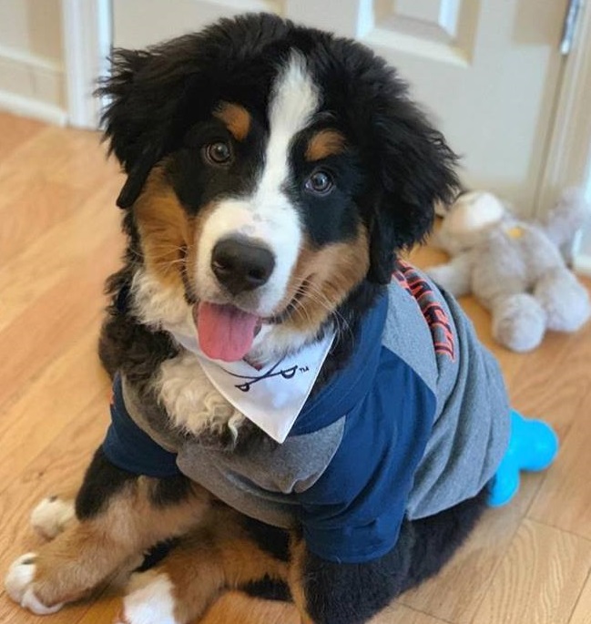 Barefoot Berners – Bernese Mountain Dogs