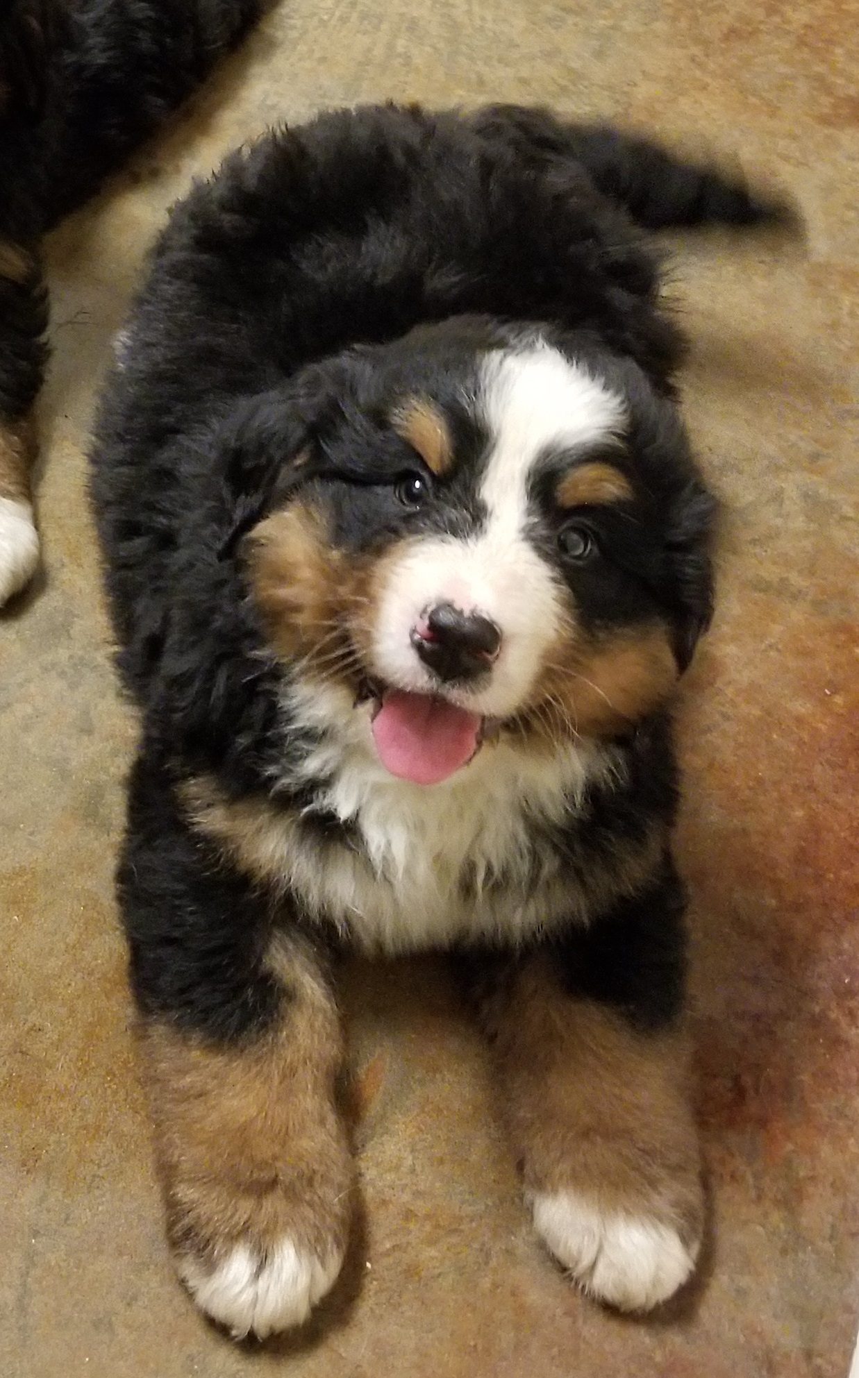 Barefoot Berners – Bernese Mountain Dogs