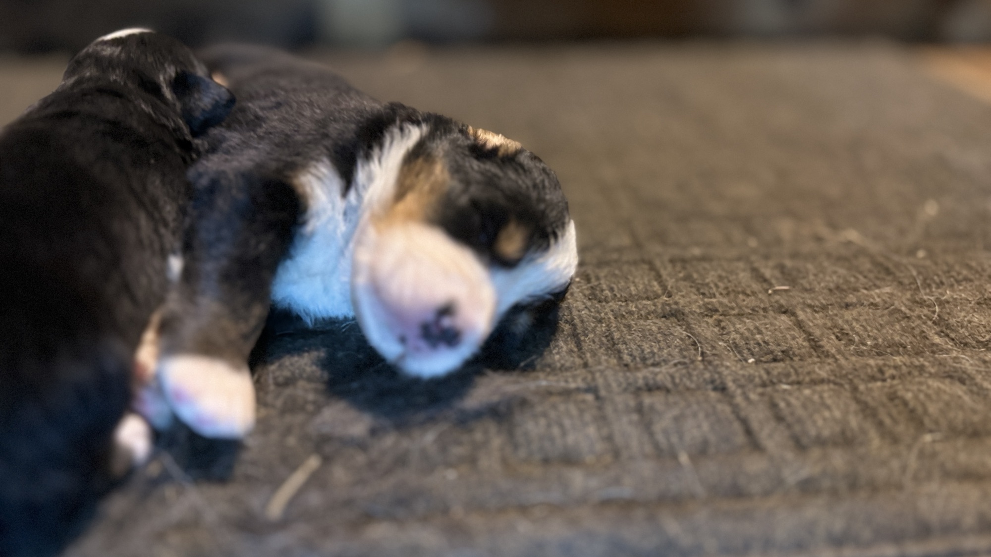 Current Litters – Barefoot Berners