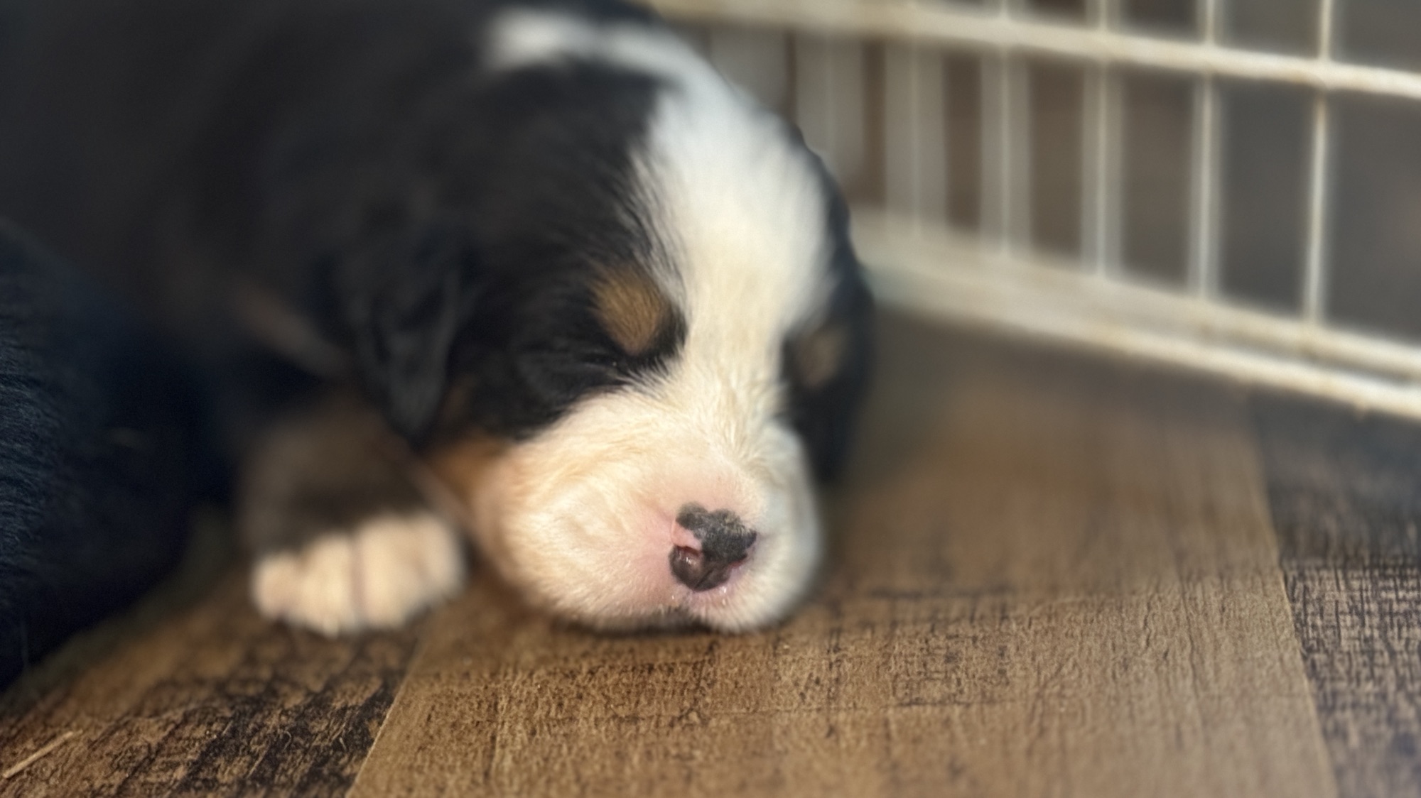 Current Litters – Barefoot Berners