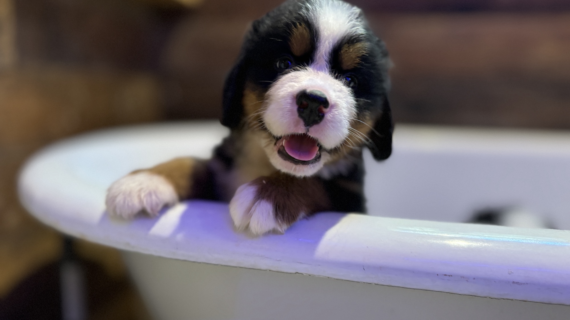 Current Litters – Barefoot Berners