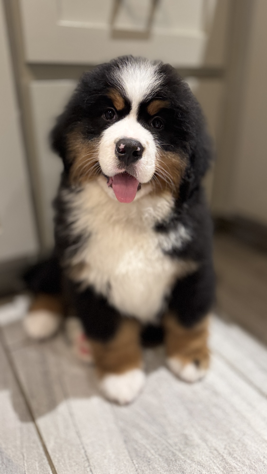 Barefoot Berners – Bernese Mountain Dogs