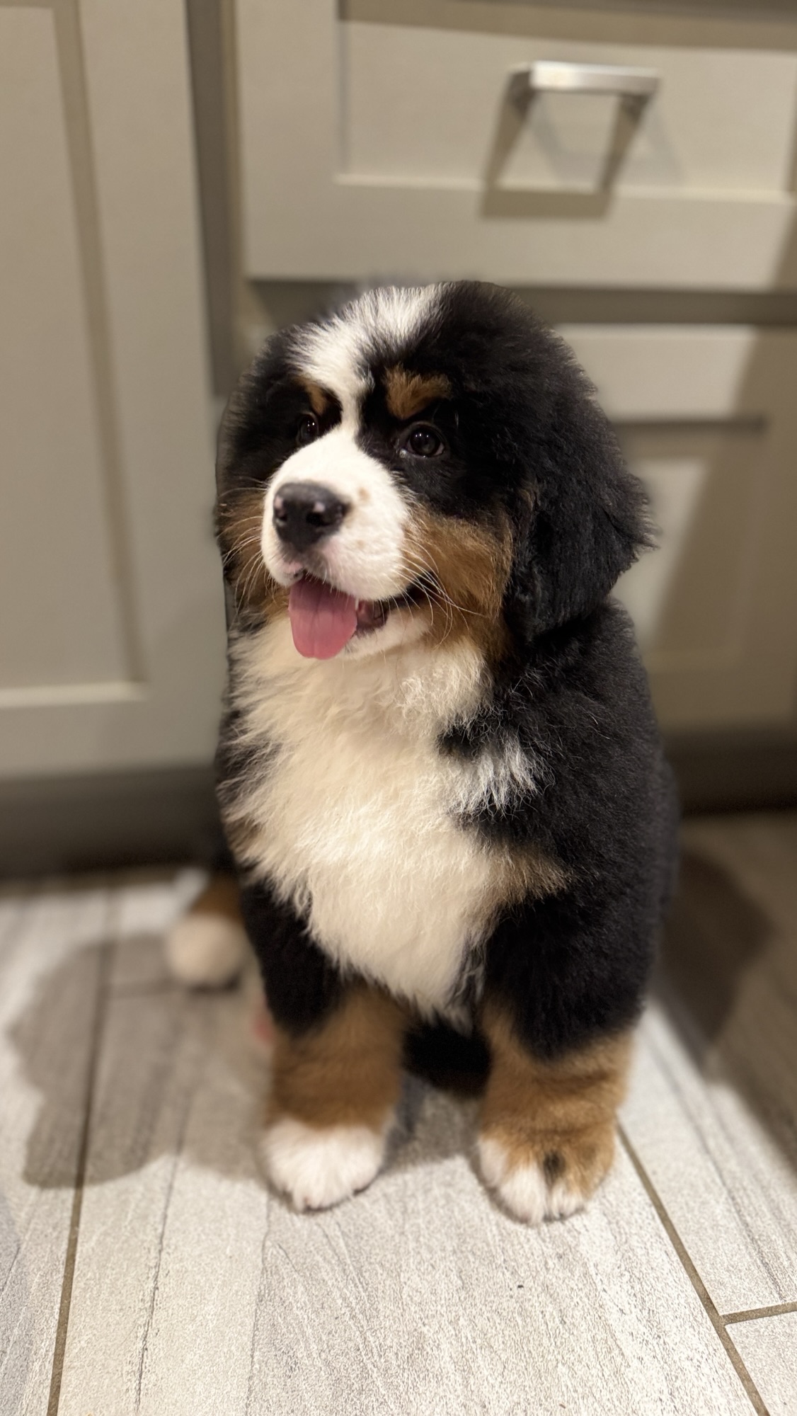 Barefoot Berners – Bernese Mountain Dogs