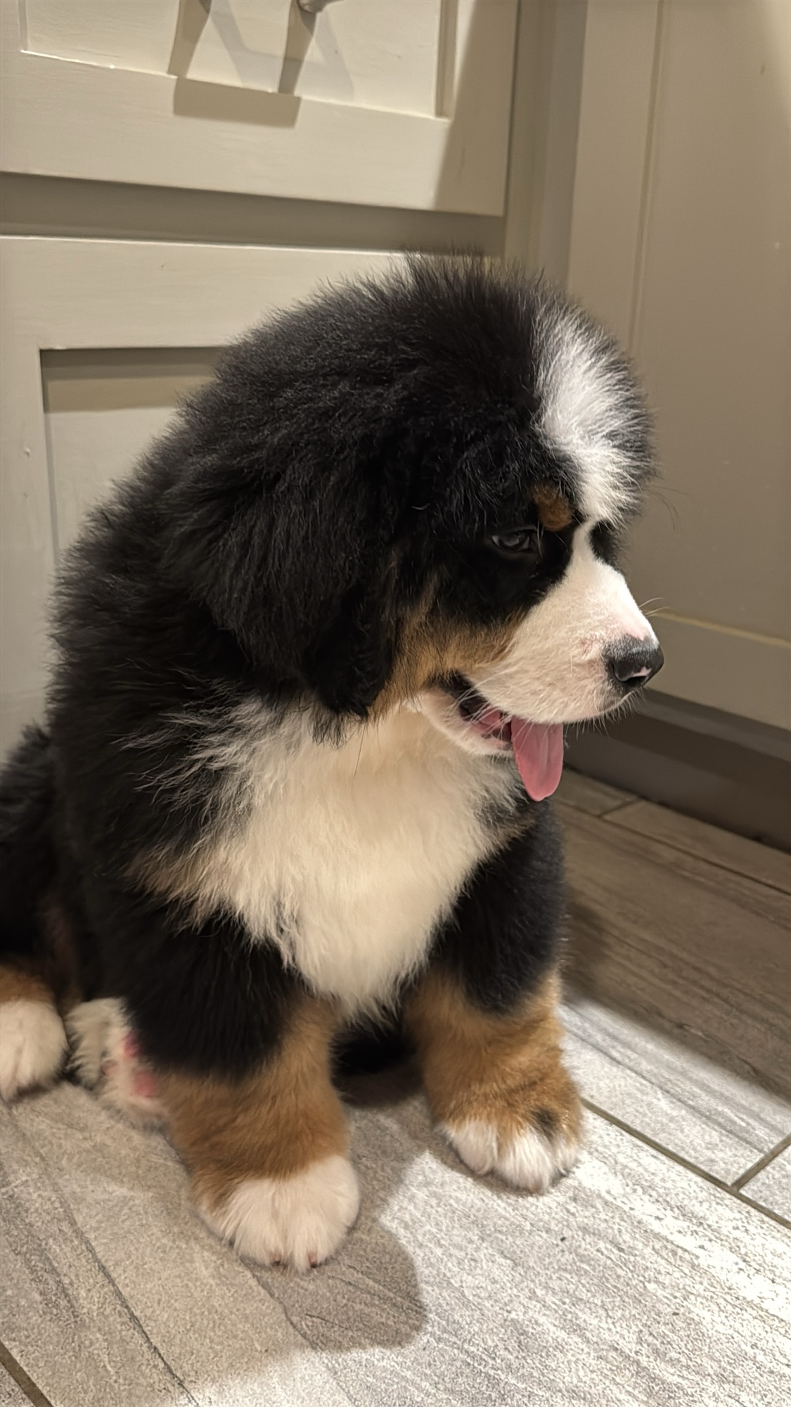 Barefoot Berners – Bernese Mountain Dogs